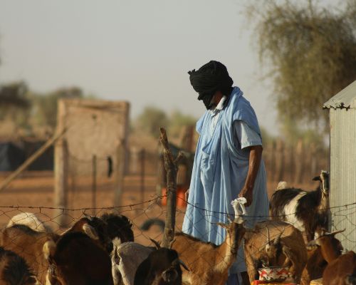 Reaching Hassaniya Speakers With the Gospel of Christ - TWR Website